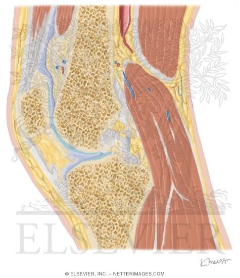 Cross Section of the Knee: Sagittal View