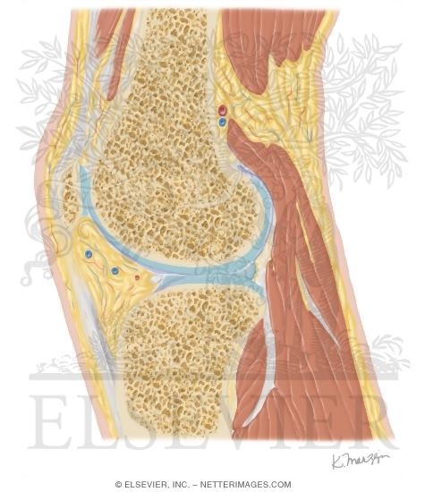 Cross Section of the Knee: Sagittal View