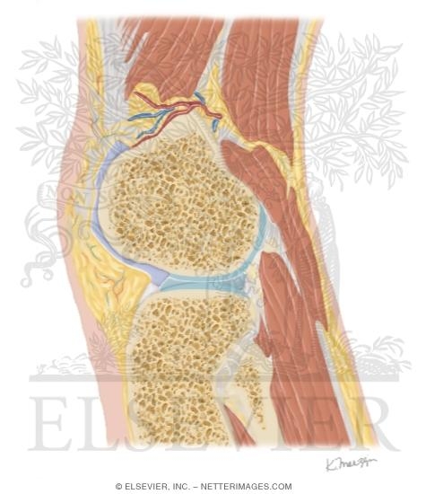 Cross Section of the Knee: Sagittal View