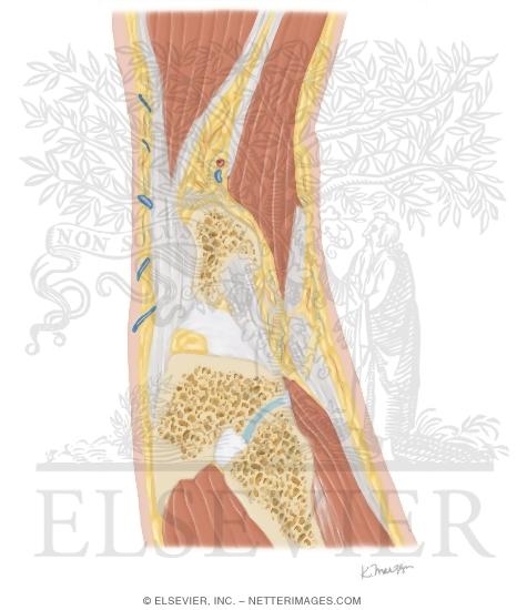 Cross Section of the Knee: Sagittal View
