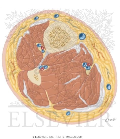 Cross Section of the Leg: Axial View