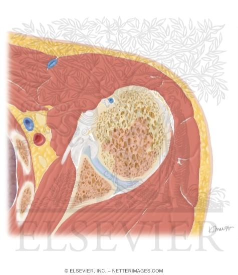 Cross Section of the Shoulder: Axial View