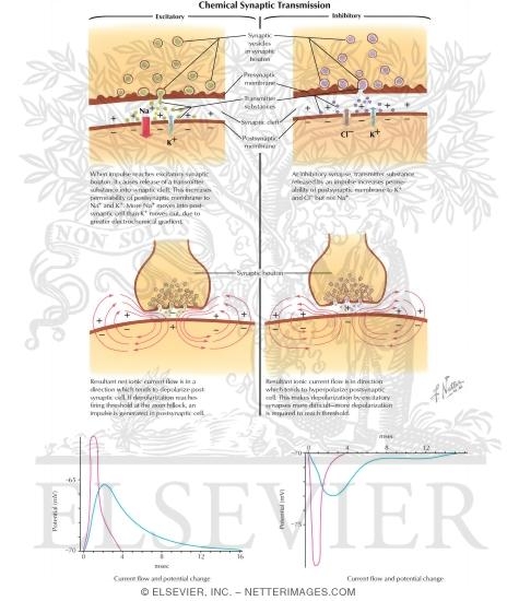 Graded Potentials in Neurons