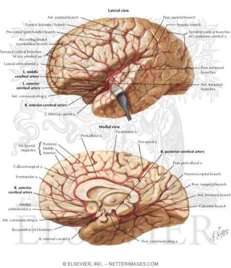 Arteries of Brain: Lateral and Medial Views Arterial Supply of the ...