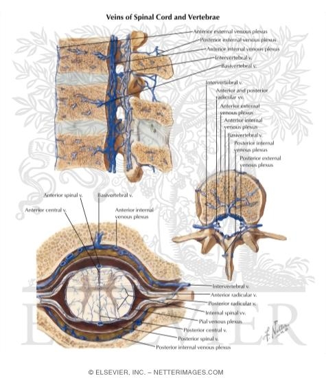 Veins of Spinal Cord and Vertebrae Veins of Spinal Cord and Vertebral ...