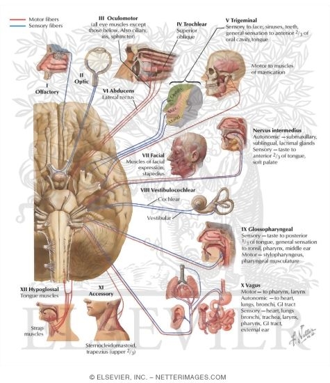 Motor Nerve Distribution