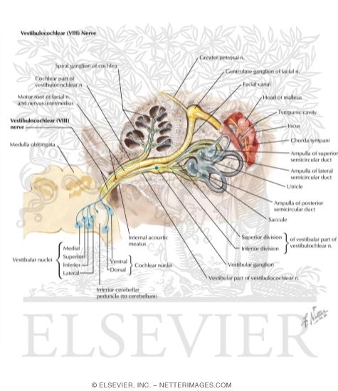 Vestibulocochlear Nerve (VIII)