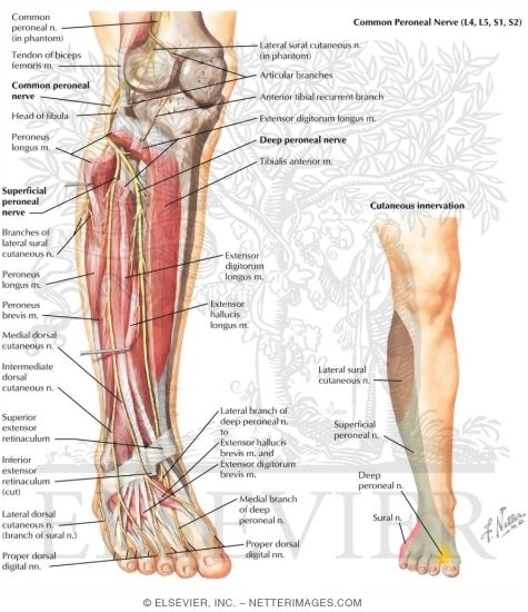 common peroneal nerve