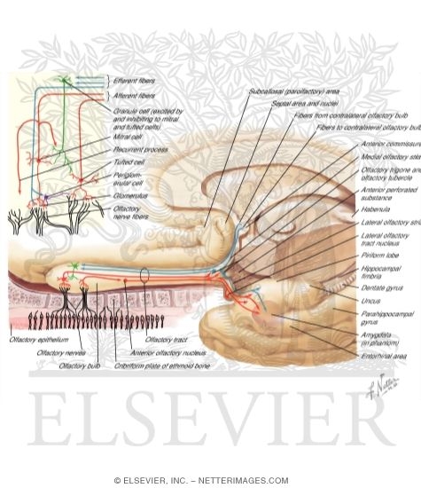 Olfactory Nerve: Schema