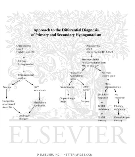 Approach to the Differential Diagnosis of Primary and Secondary ...