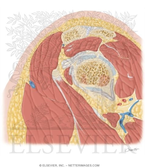 Cross Section of the Shoulder: Sagittal View