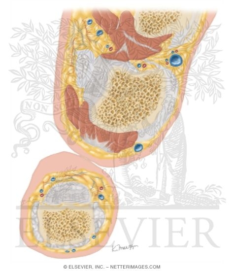 Cross Section of the Thumb: Axial View