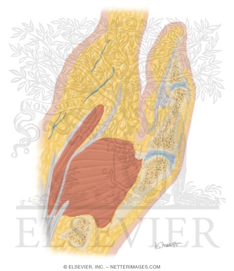 Cross Section of the Thumb: Sagittal View