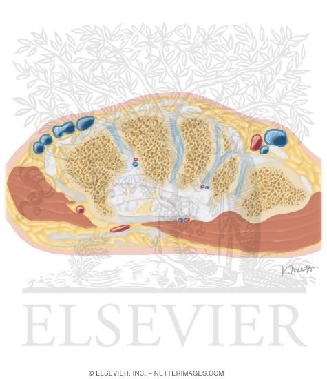 Cross Section of the Wrist: Axial View