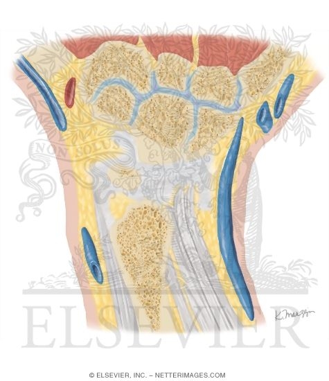 Cross Section of the Wrist: Coronal View
