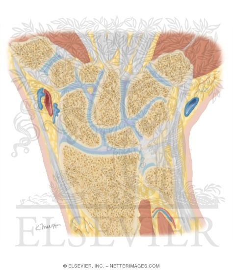 Cross Section of the Wrist: Coronal View