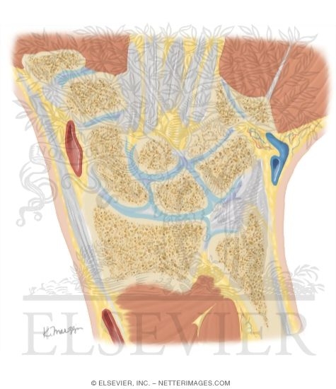 Cross Section of the Wrist: Coronal View