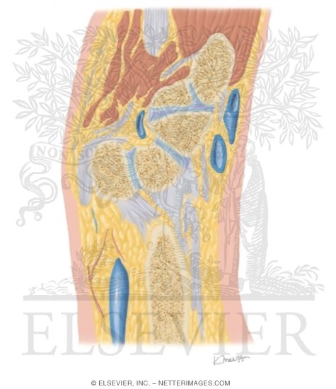 Cross Section of the Wrist: Sagittal View