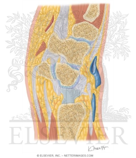 Cross Section of the Wrist: Sagittal View