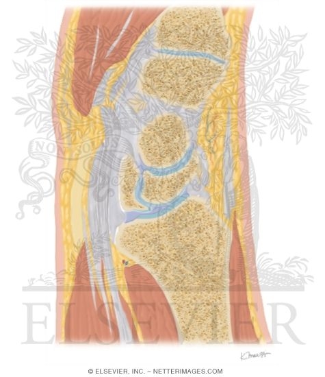 Cross Section of the Wrist: Sagittal View