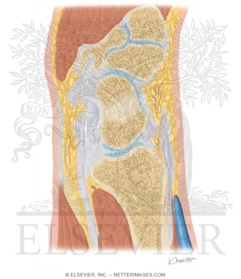 Cross Section of the Wrist: Sagittal View