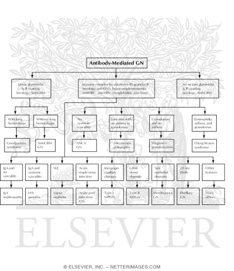 Antibody-Mediated (Glomerulonephritis) GN
