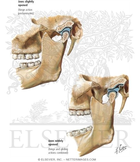 Temporomandibular Joint Mechanics