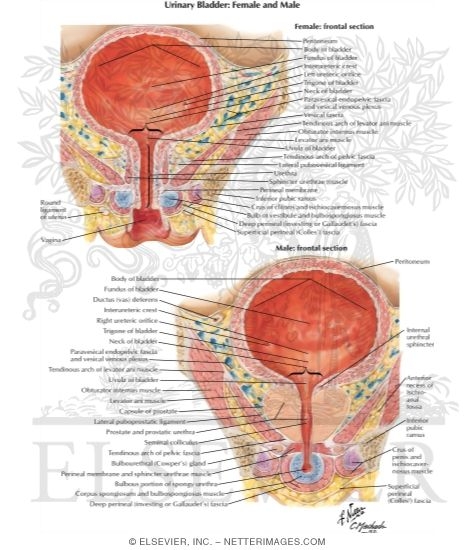 bladder dissection cpt