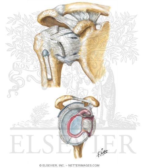Shoulder (Glenohumeral) Joint