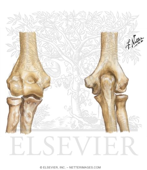 elbow bones