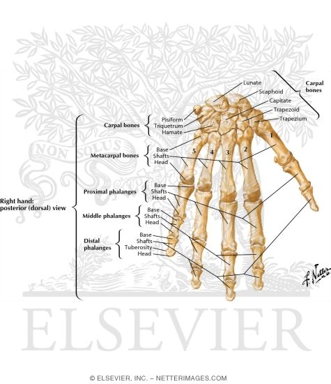 Bones of the Hand and Wrist