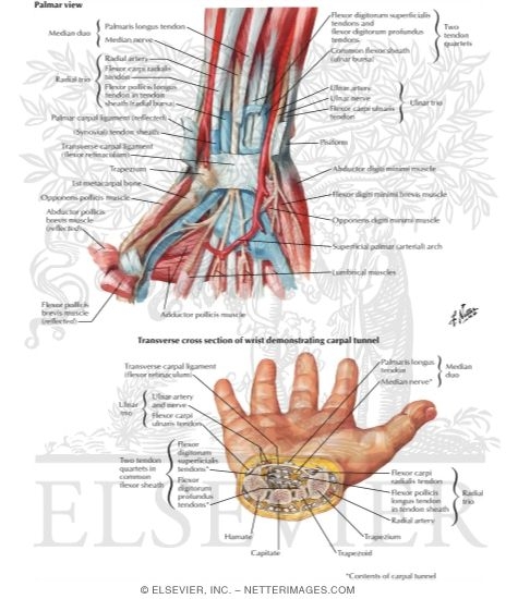 Flexor Tendons