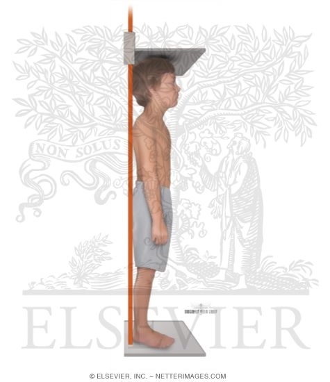 Proper Measurement Techniques: Standing Height