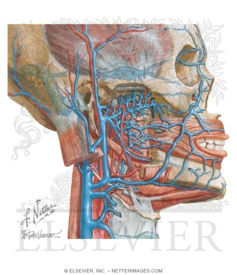 Vascular Supply of the Face: Venous Drainage