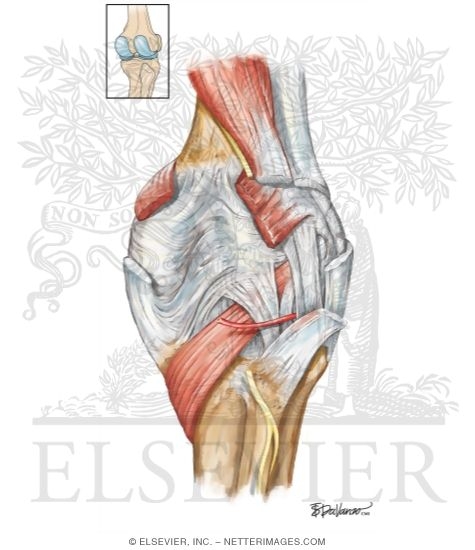 Leg and Knee: Joints