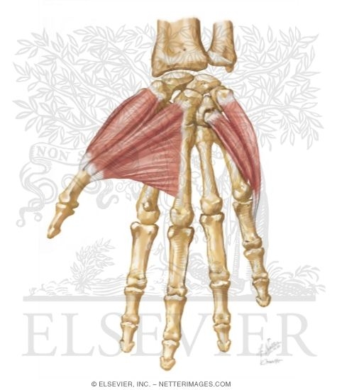 Deep Hand Muscles: Anterior (Palmar) View Deep Hand Muscles: Anterior (Palmar) View