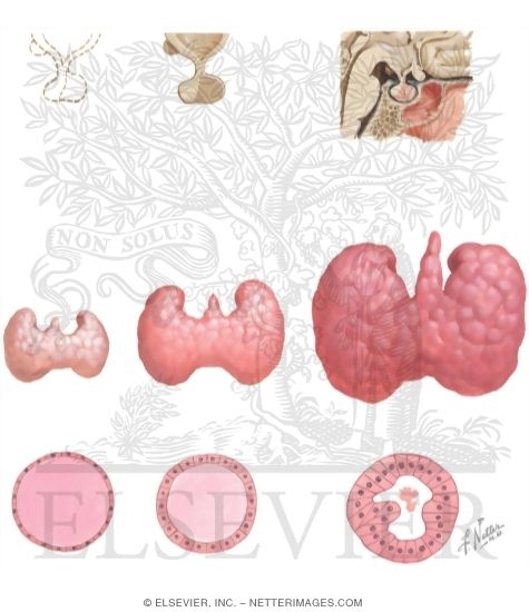 Effects of Thyrotropin On the Thyroid Gland