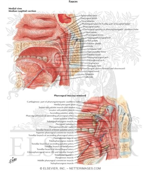 Tonsils Anatomy Diagram
