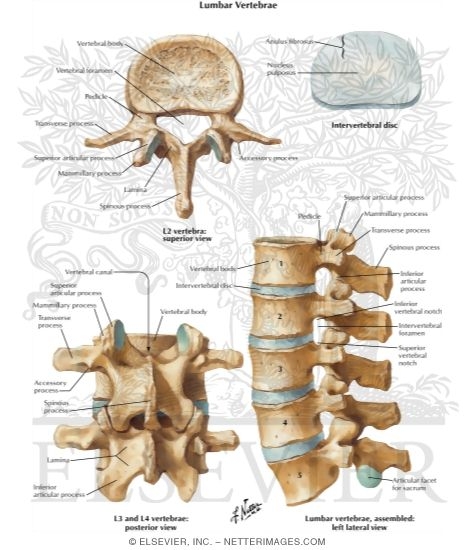 Lumbar Vertebrae and Intervertebral Disc Spine: Osteology