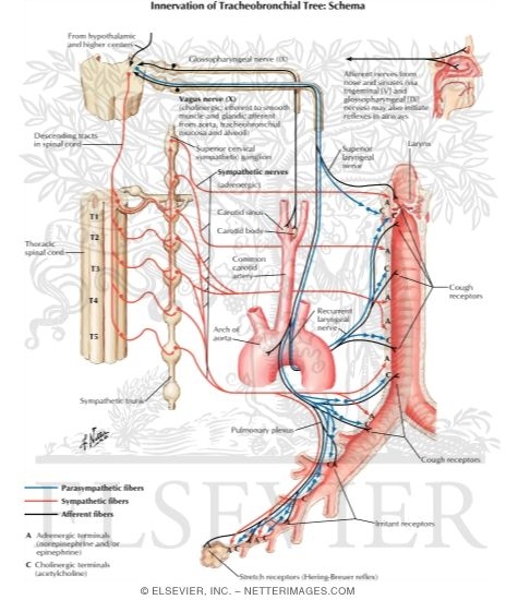 tracheobronchial