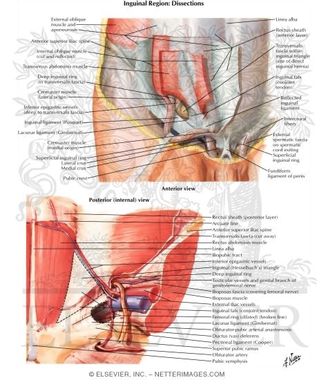 internal ring anatomy