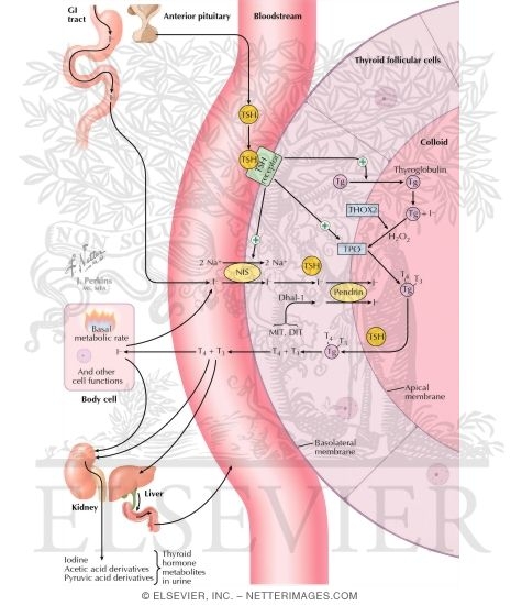 Physiology of Thyroid Hormones