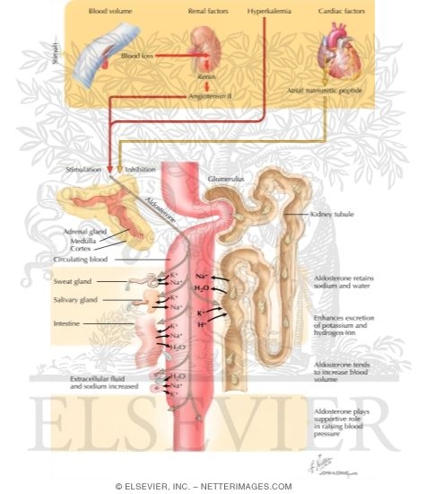 aldosterone action