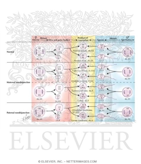 Errors In Chromosomal Sex
