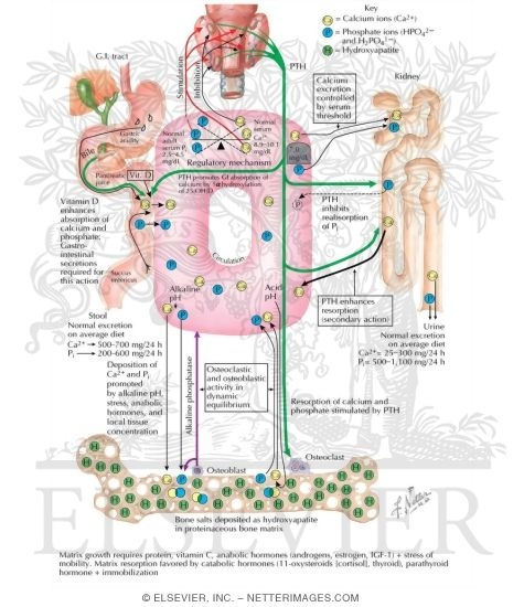 Thyroid Gland Anatomy Netter
