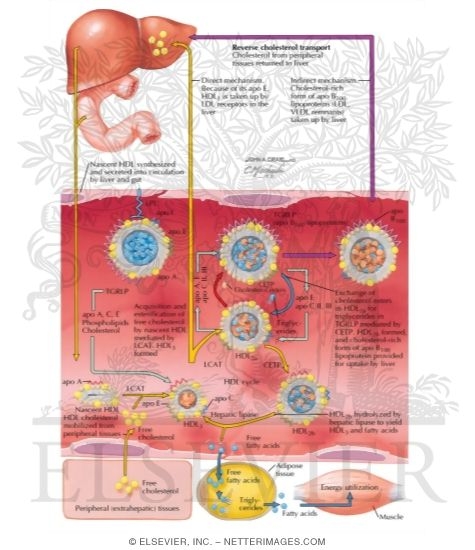 HDL Metabolism and Reverse Cholesterol Transport