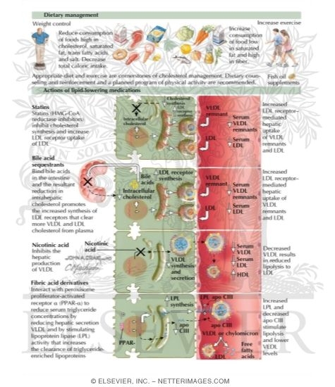 Hypercholesterolemia General Management Measures