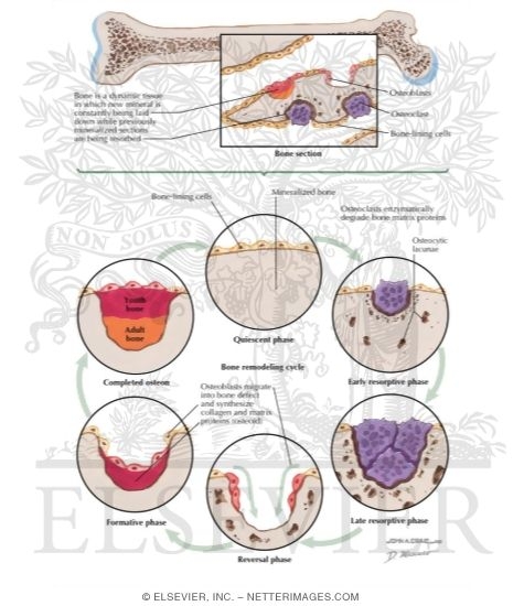 Bone Remodeling