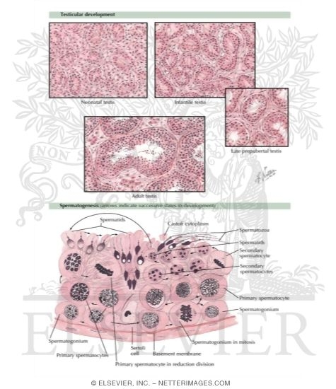 Testicular Development and Spermatogenesis