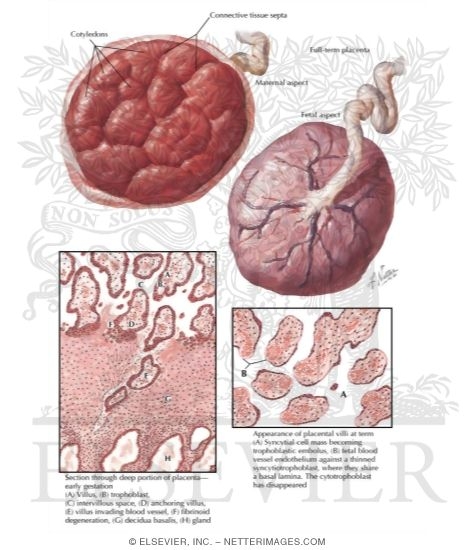 Placenta I - Form and Structure